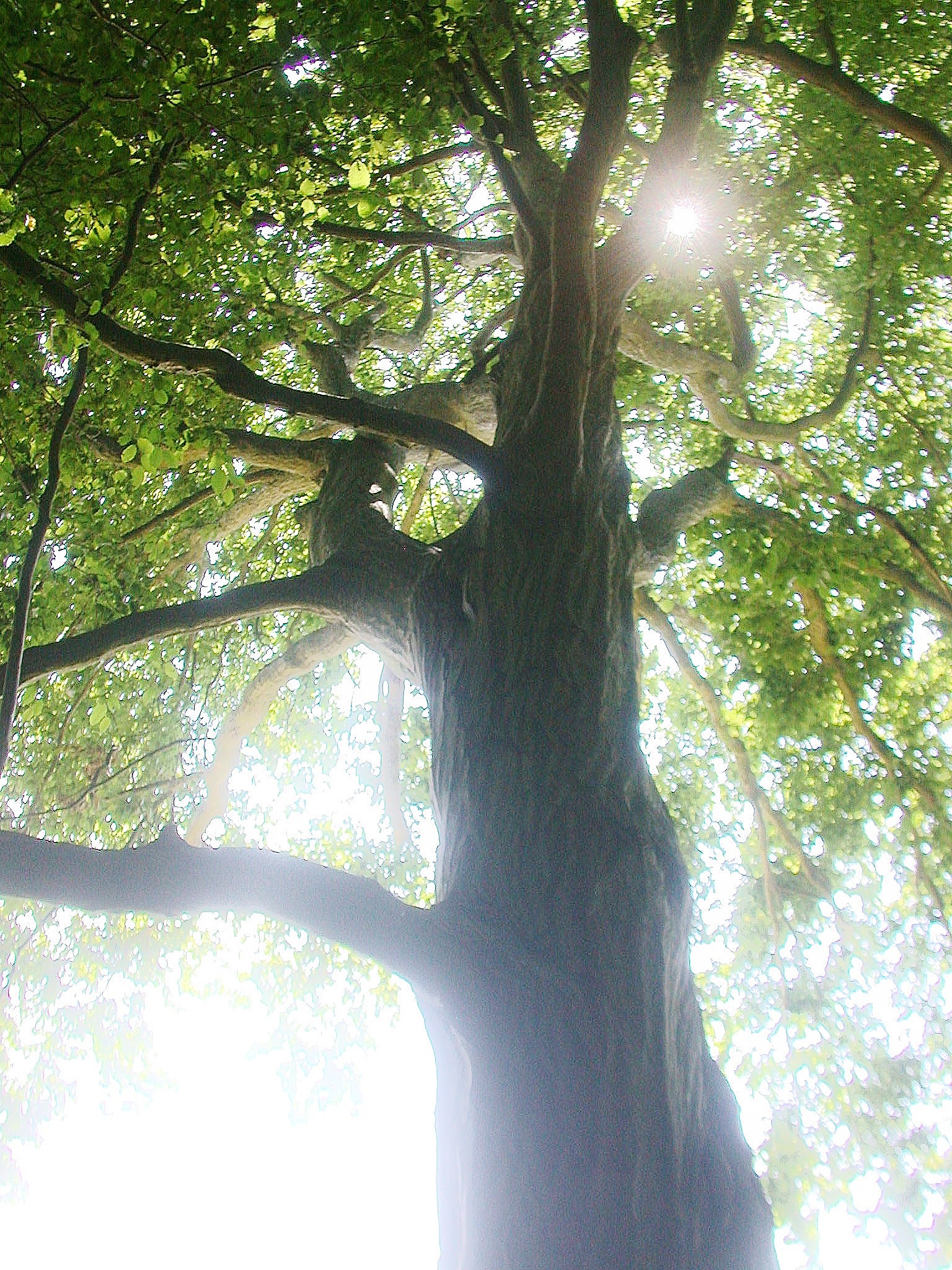 Working with the Devic Forces. | The Gaia Method Earthways