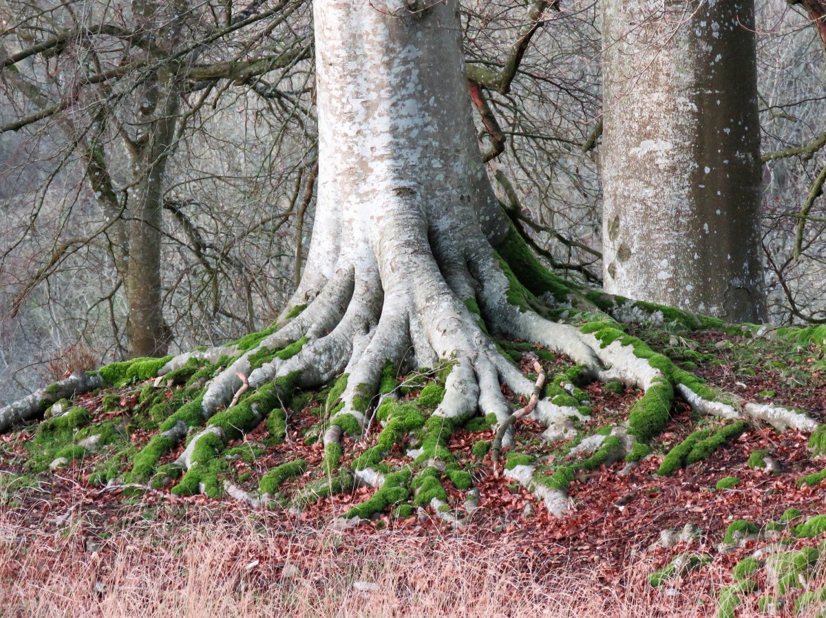 Tree information from Seth. | The Gaia Method Earthways