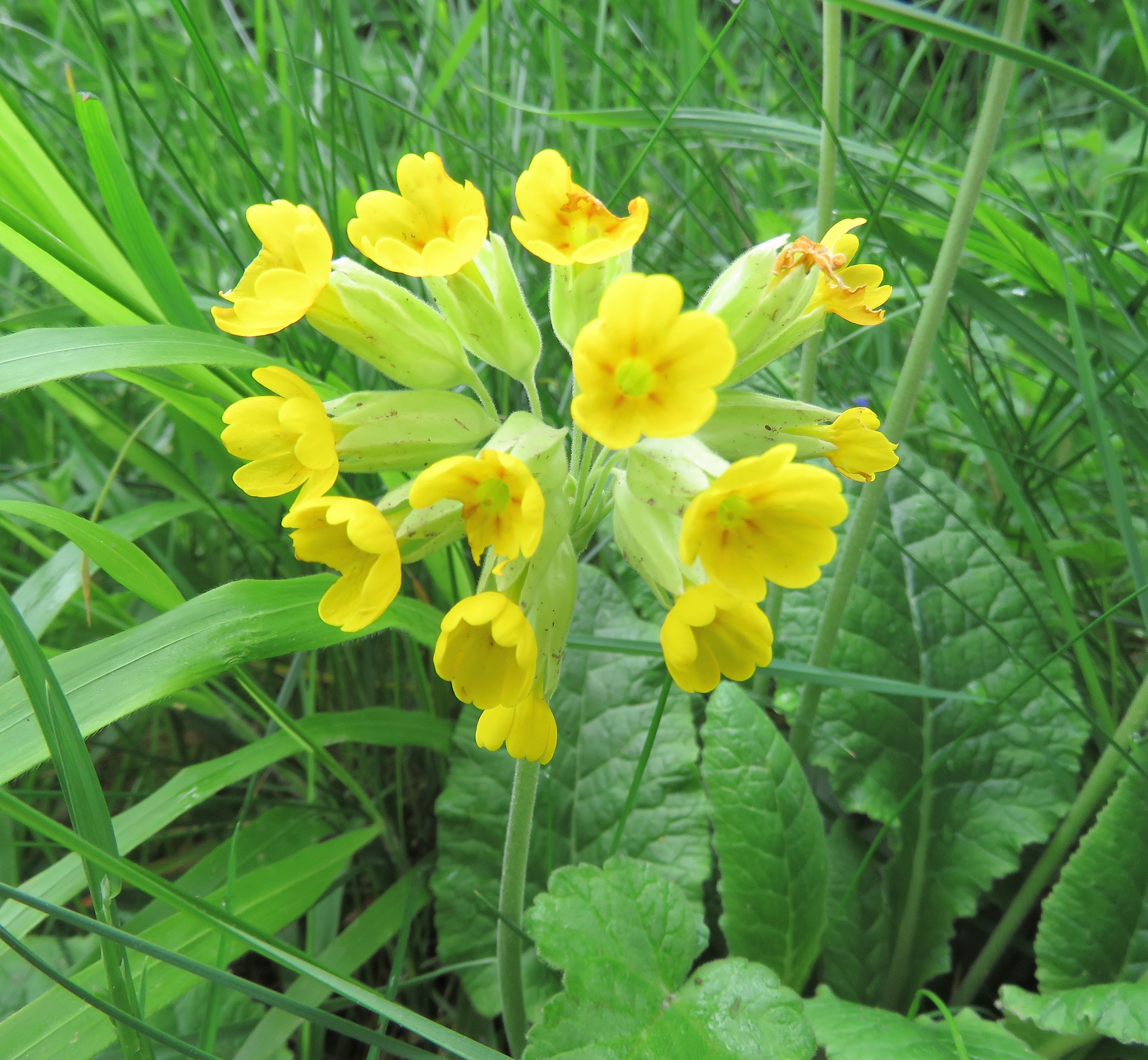 Itchen Woods. Hampshire. | The Gaia Method Earthways