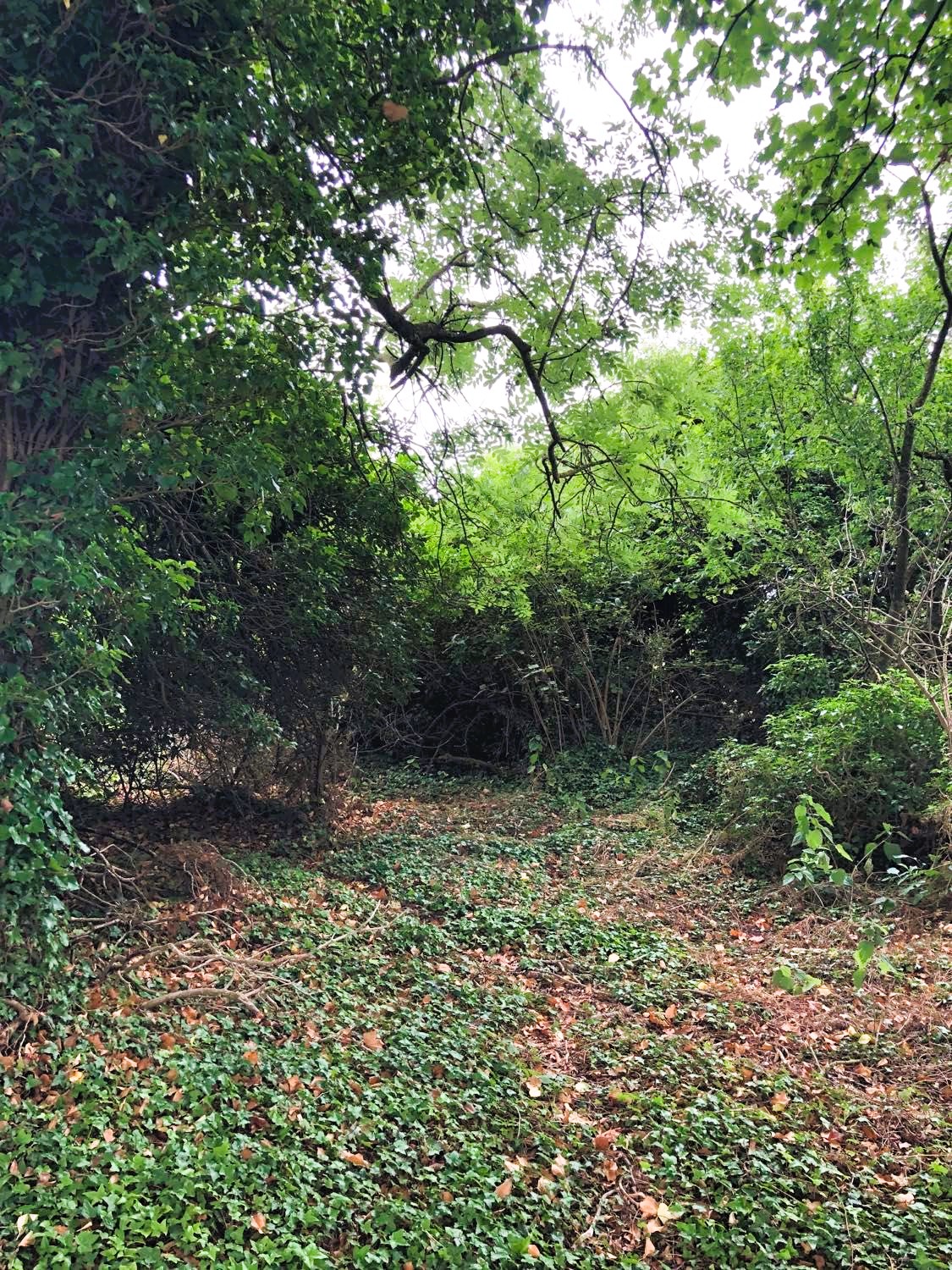 An Elemental Surprise. | The Gaia Method Earthways